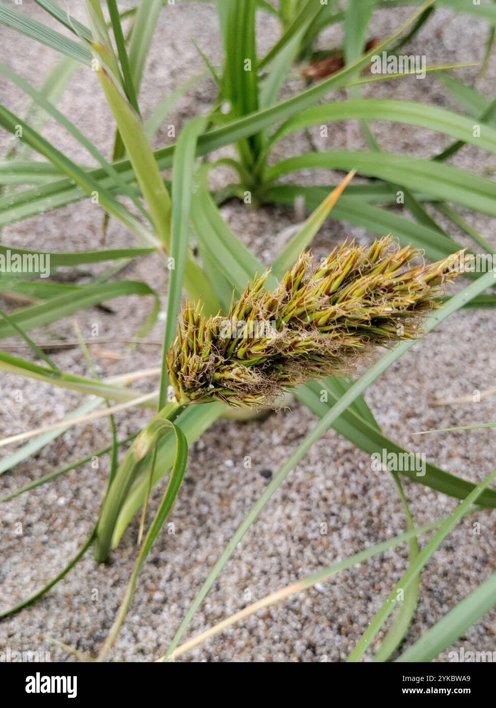grasses, sedges, cattails, and allies (Poales Stock Photo - Alamy