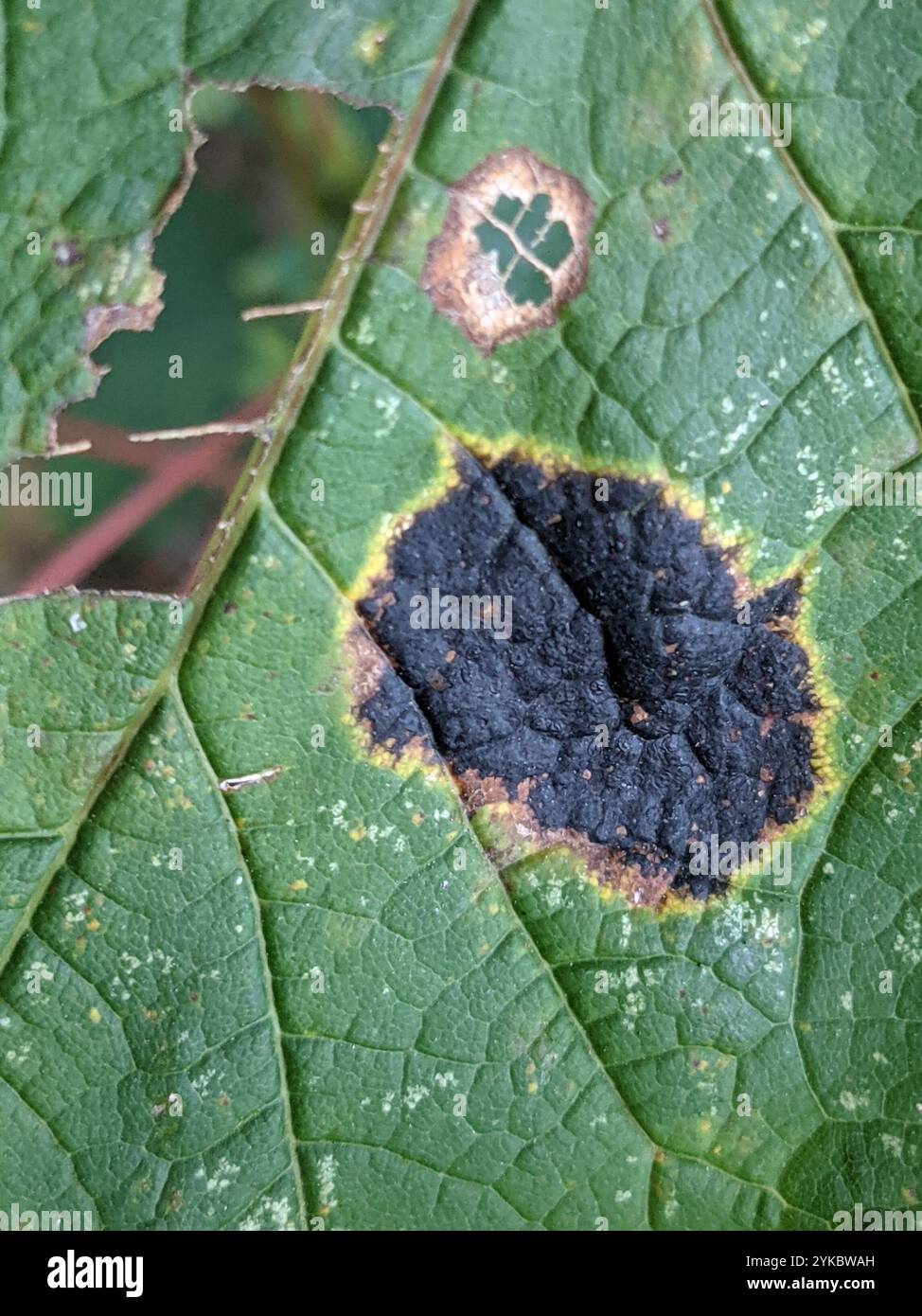 Black Tar Spot (Rhytisma acerinum Stock Photo - Alamy