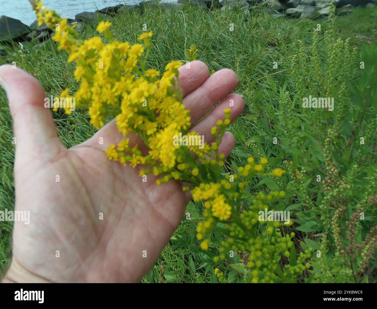 northern seaside goldenrod (Solidago sempervirens Stock Photo - Alamy