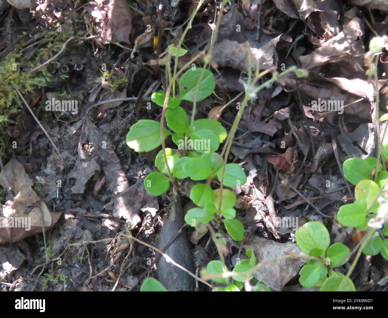 Twinflower (Linnaea borealis Stock Photo - Alamy