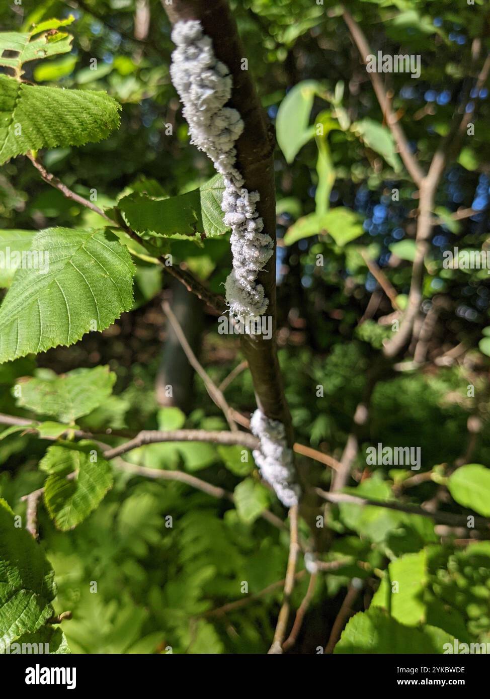 Woolly Alder Aphid (Prociphilus tessellatus Stock Photo - Alamy