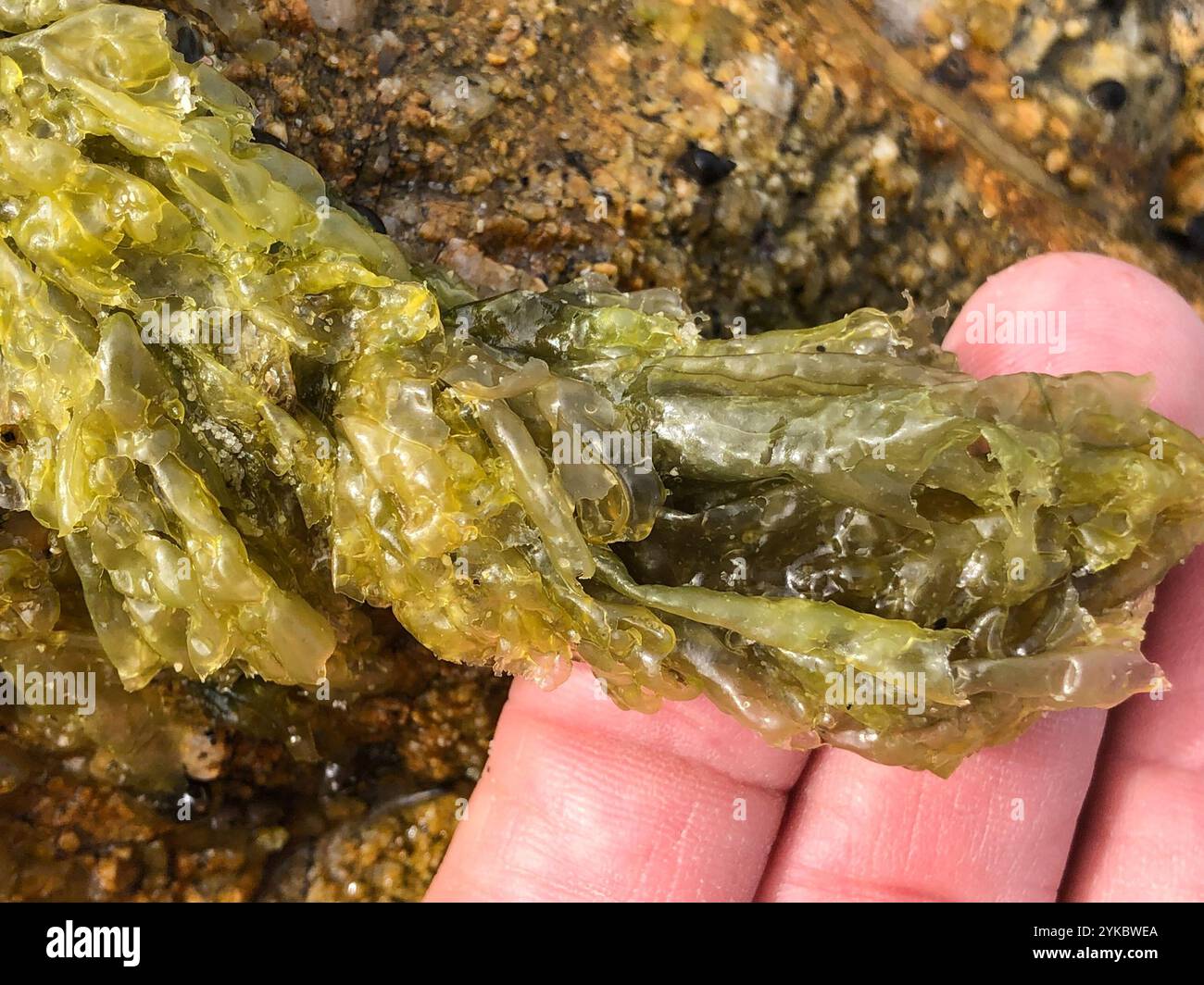 Pyropia hi-res stock photography and images - Alamy