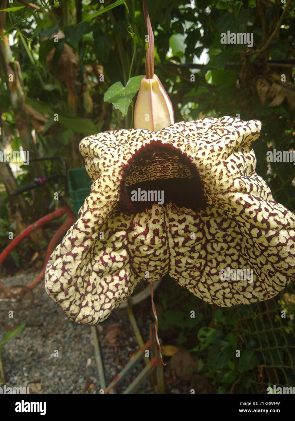 pelican flower (Aristolochia grandiflora Stock Photo - Alamy