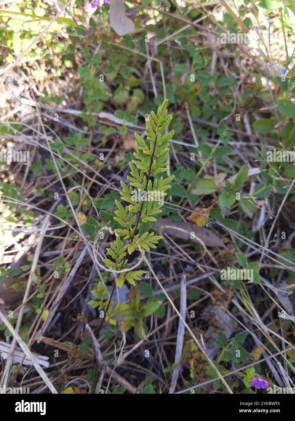 cloak fern (Cheilanthes sieberi Stock Photo - Alamy