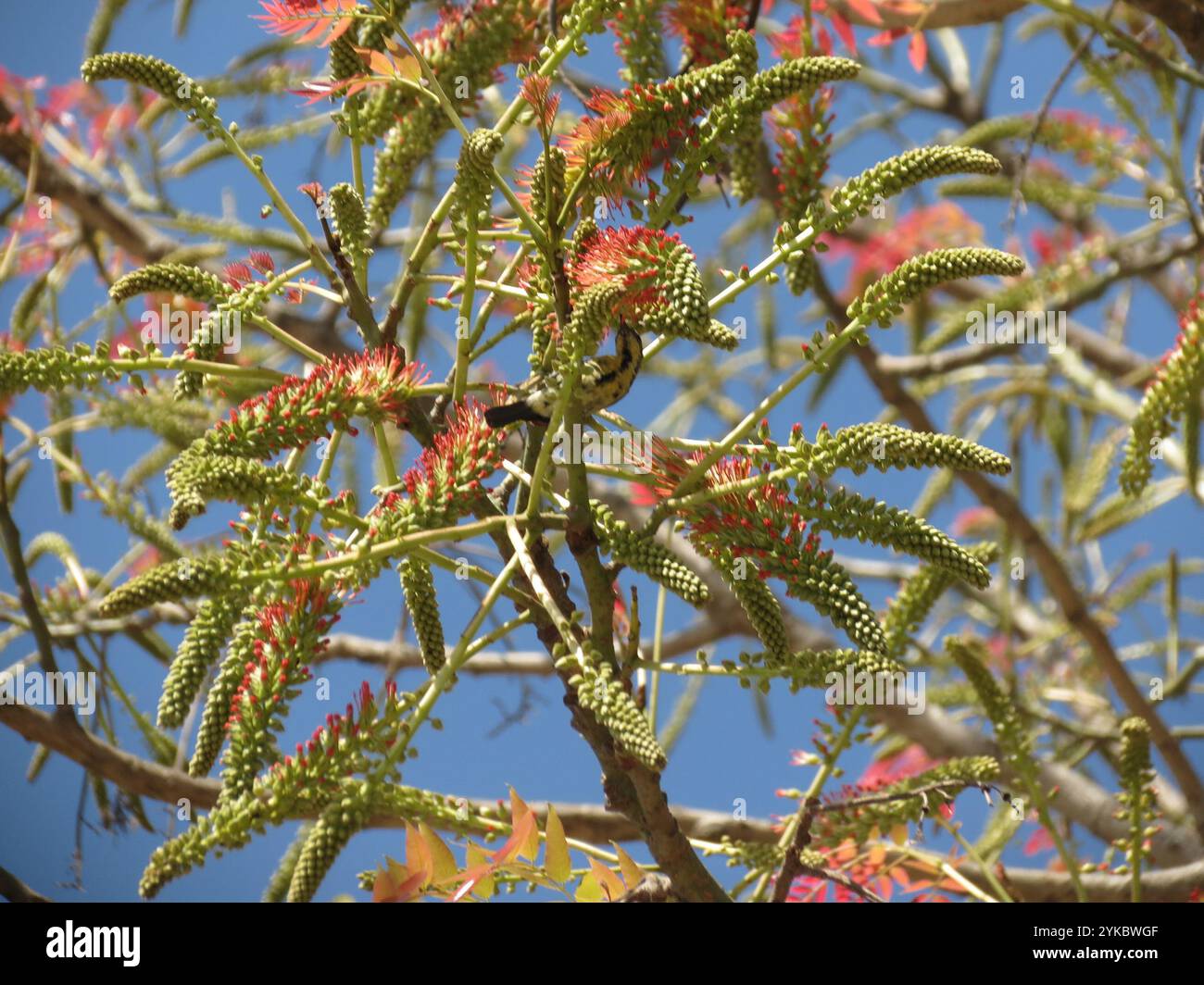 Pink Cedar (Acrocarpus fraxinifolius Stock Photo - Alamy
