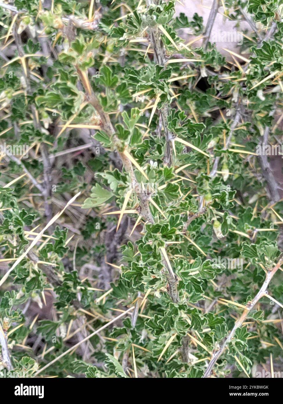 desert gooseberry (Ribes velutinum Stock Photo - Alamy