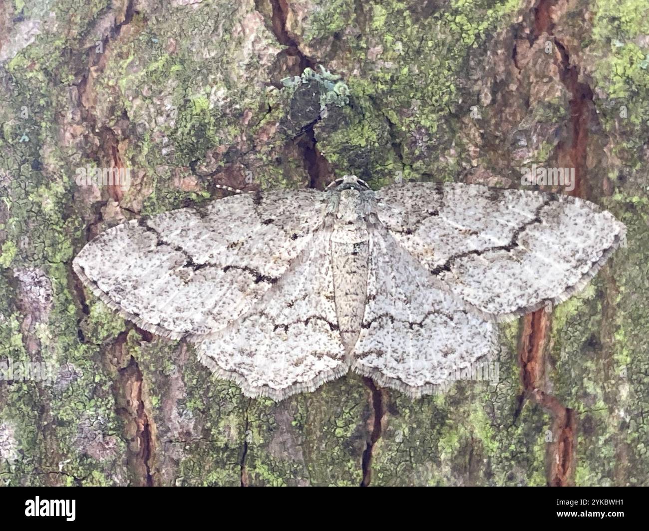 Small Engrailed (Ectropis crepuscularia Stock Photo - Alamy