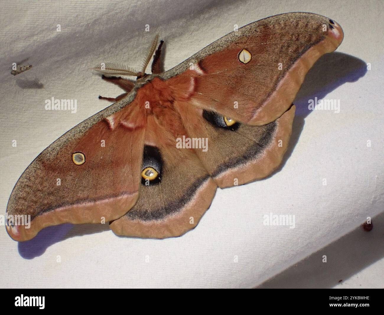 Polyphemus Moth (Antheraea polyphemus Stock Photo - Alamy