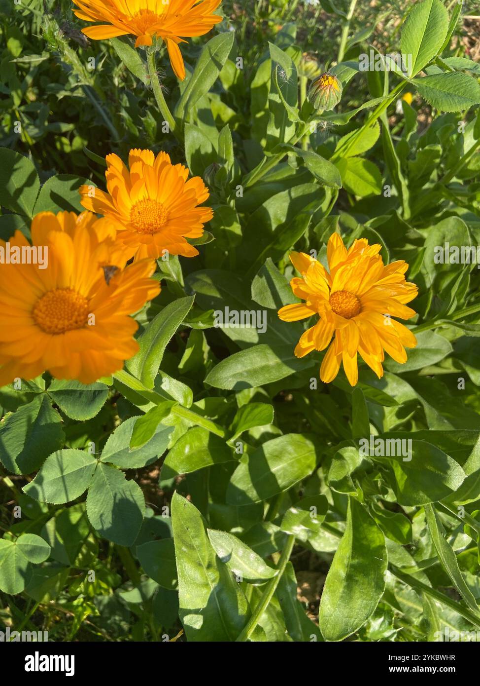 pot marigold (Calendula officinalis Stock Photo - Alamy