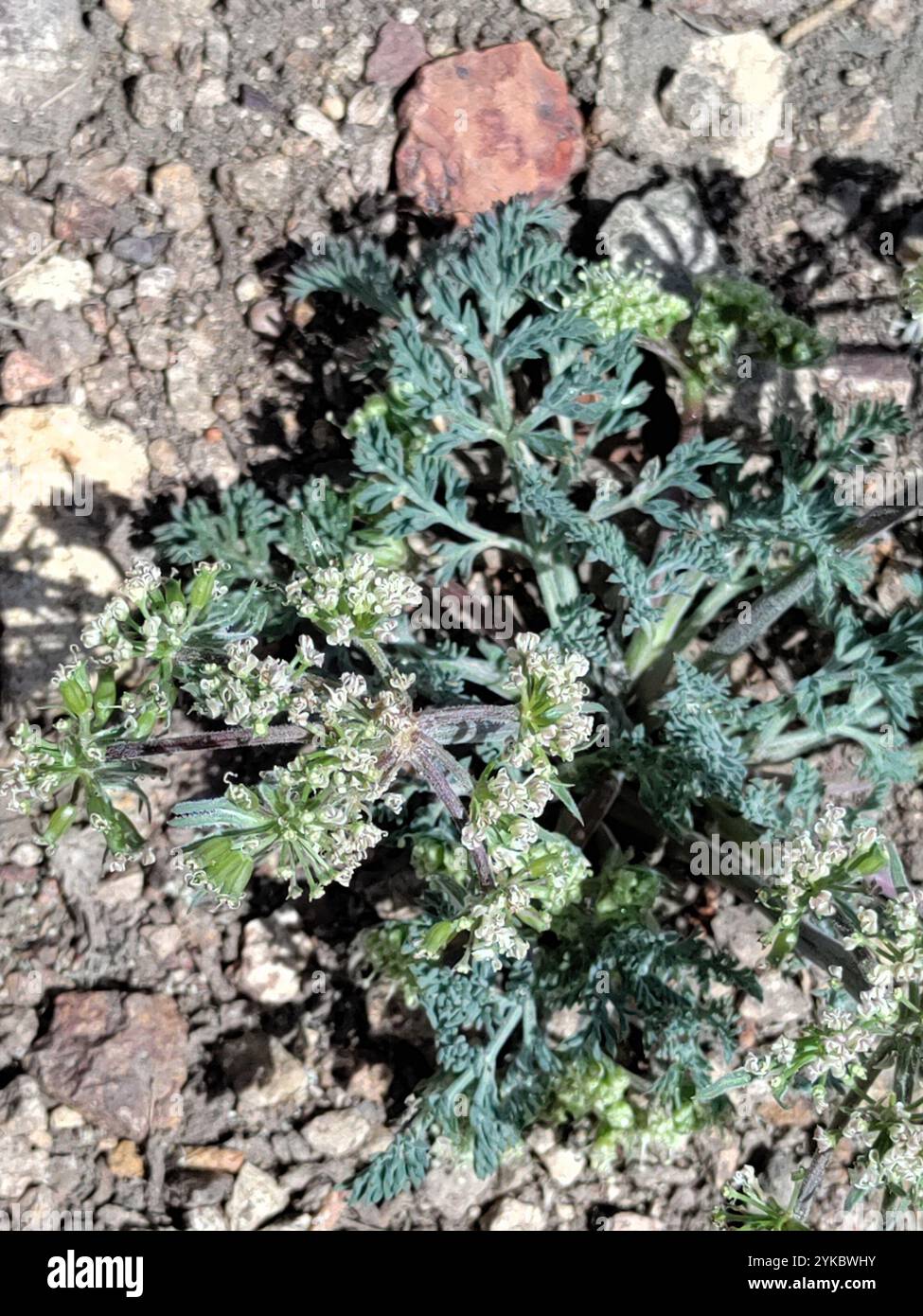 Bigseed hi-res stock photography and images - Alamy