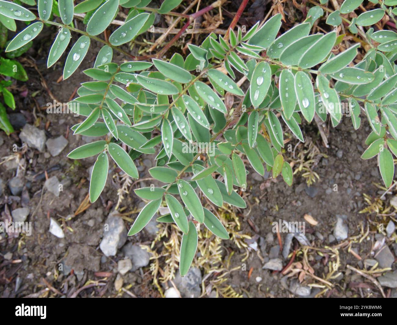 Boreal Sweet-vetch (Hedysarum boreale Stock Photo - Alamy