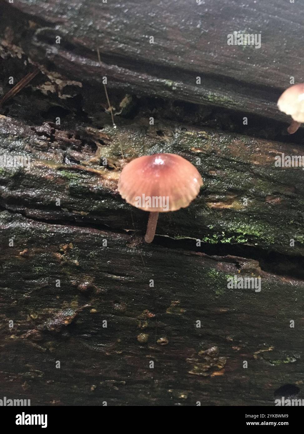 Bleeding Fairy Helmet (Mycena haematopus Stock Photo - Alamy