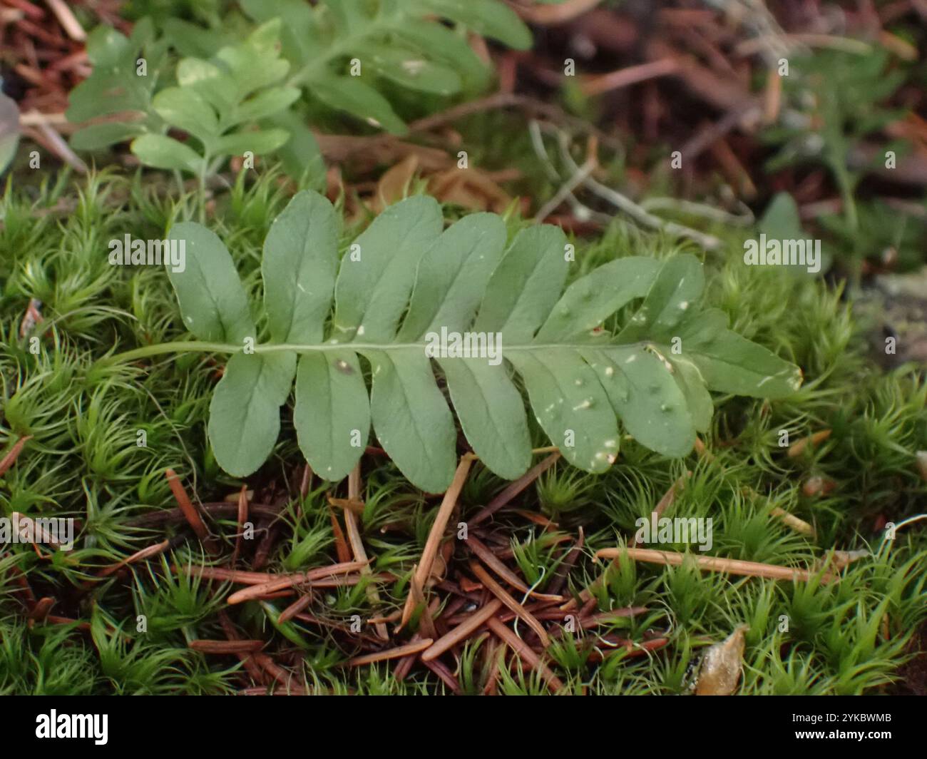 polypody ferns (Polypodium Stock Photo - Alamy