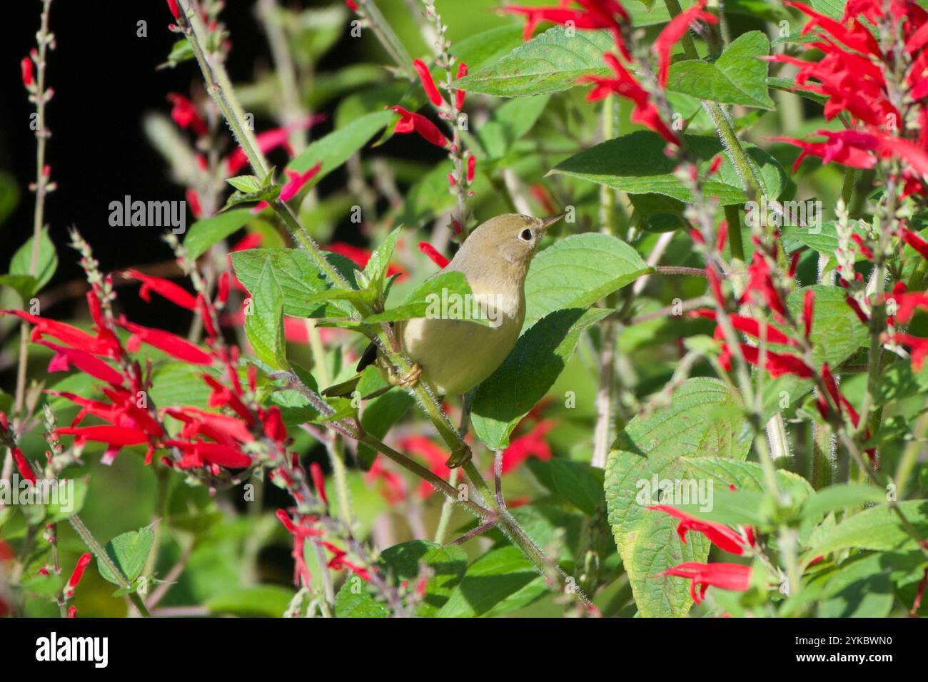 Yellow Warbler (Setophaga petechia Stock Photo - Alamy