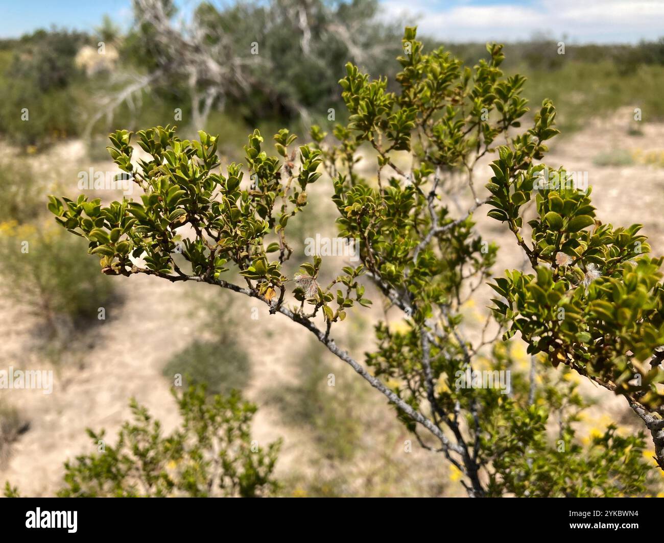 Creosote Bush (Larrea tridentata Stock Photo - Alamy