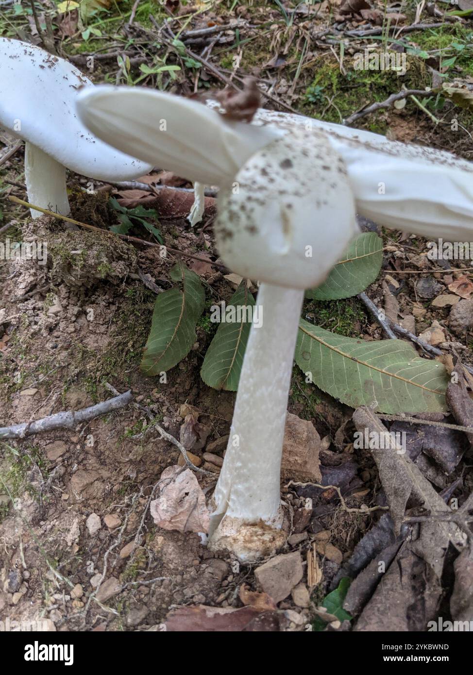 Eastern North American Destroying Angel (Amanita bisporigera Stock ...