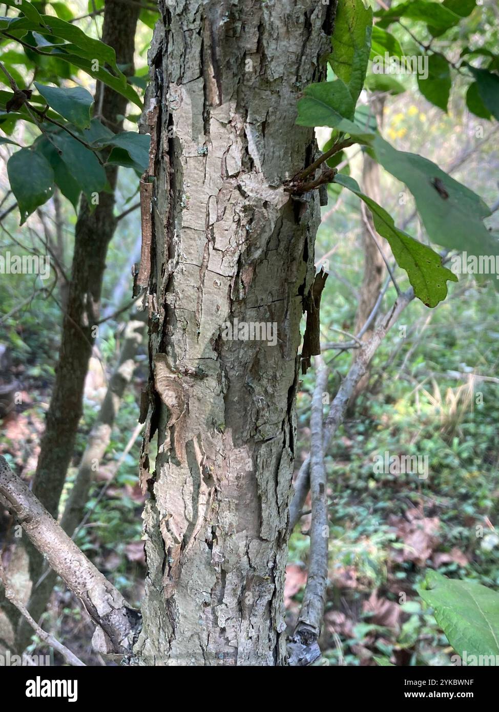 swamp white oak (Quercus bicolor Stock Photo - Alamy