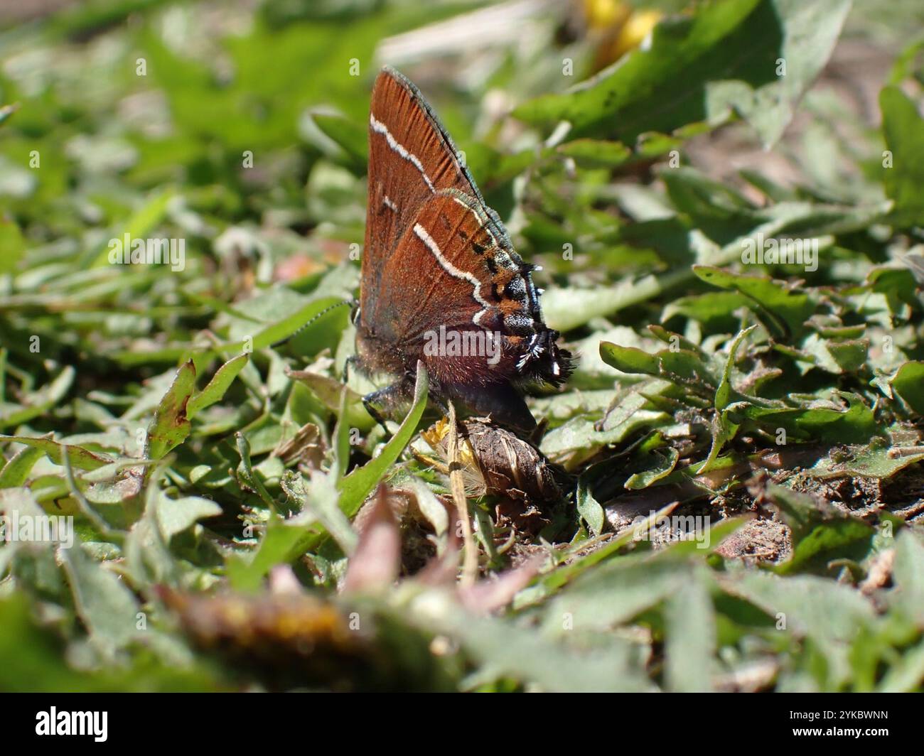 Callophrys spinetorum hi-res stock photography and images - Alamy