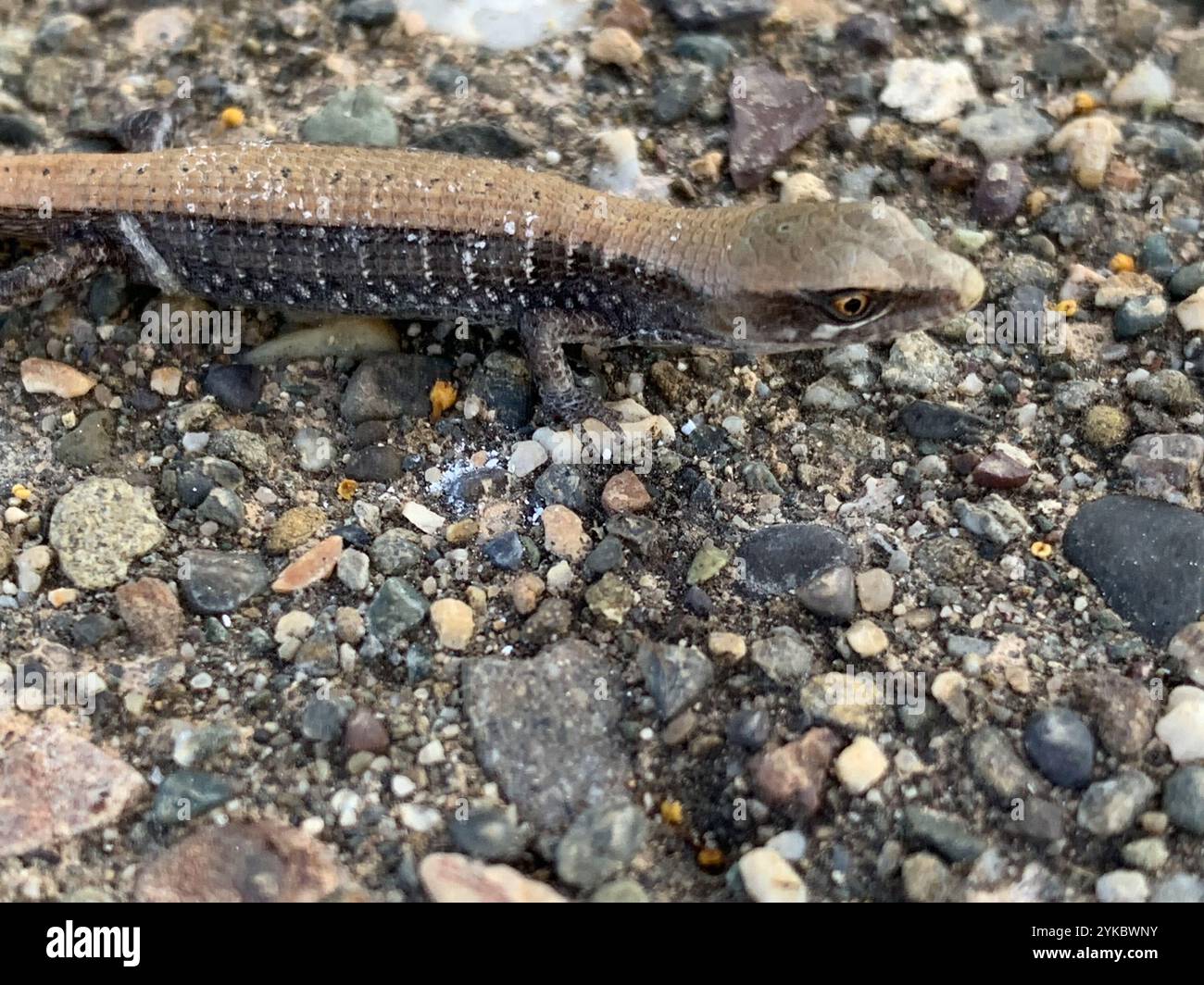 Southern Alligator Lizard (Elgaria multicarinata Stock Photo - Alamy