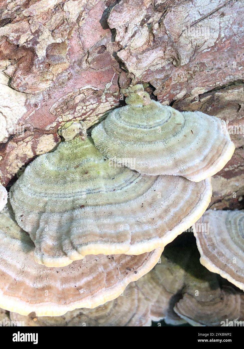 Cerrena hi-res stock photography and images - Alamy