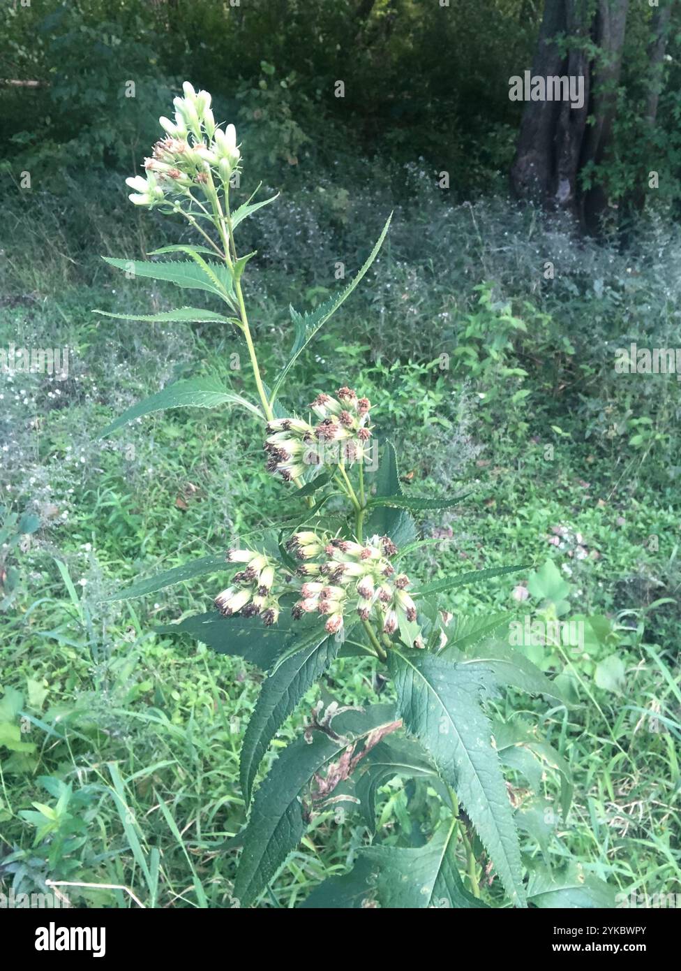 False Indian Plantain (Hasteola suaveolens Stock Photo - Alamy