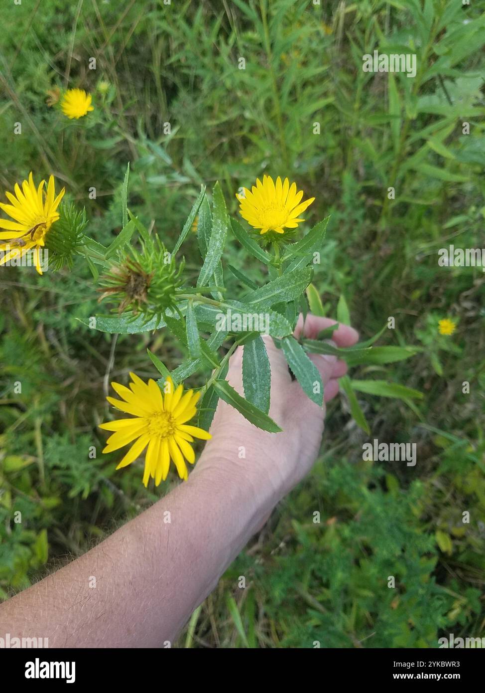 Grindelia lanceolata hi-res stock photography and images - Alamy