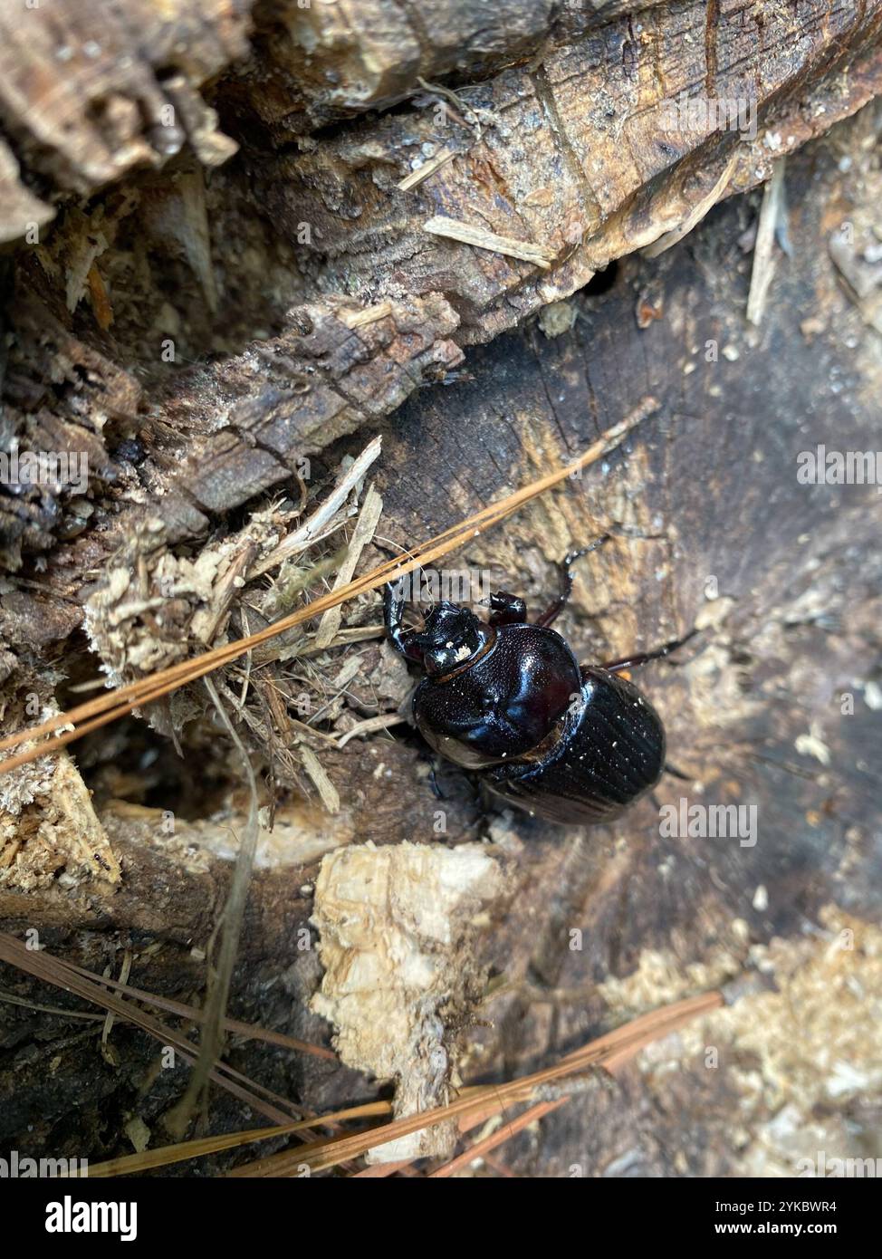 Phileurus truncatus hi-res stock photography and images - Alamy