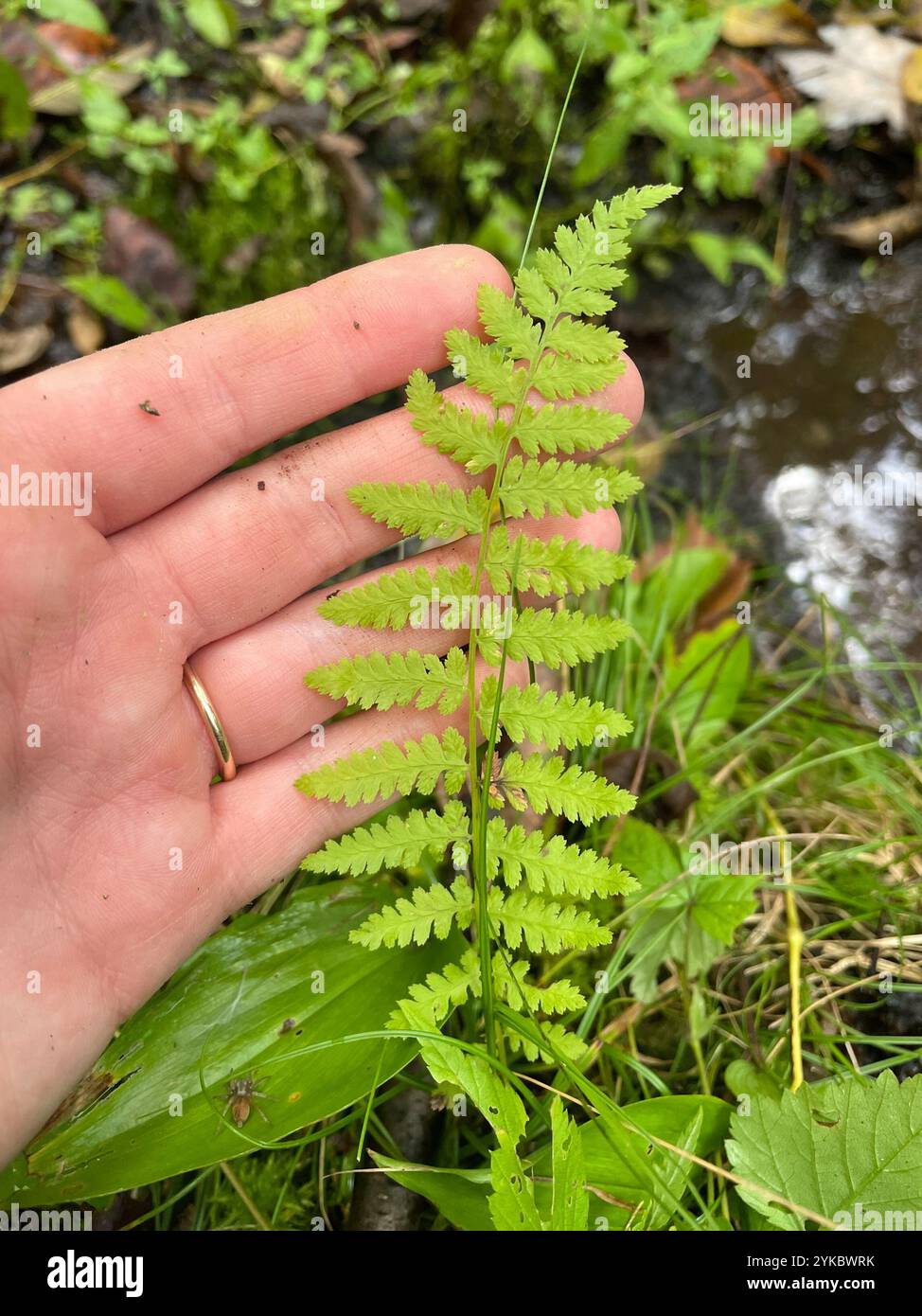 Thelypteris palustris hi-res stock photography and images - Alamy
