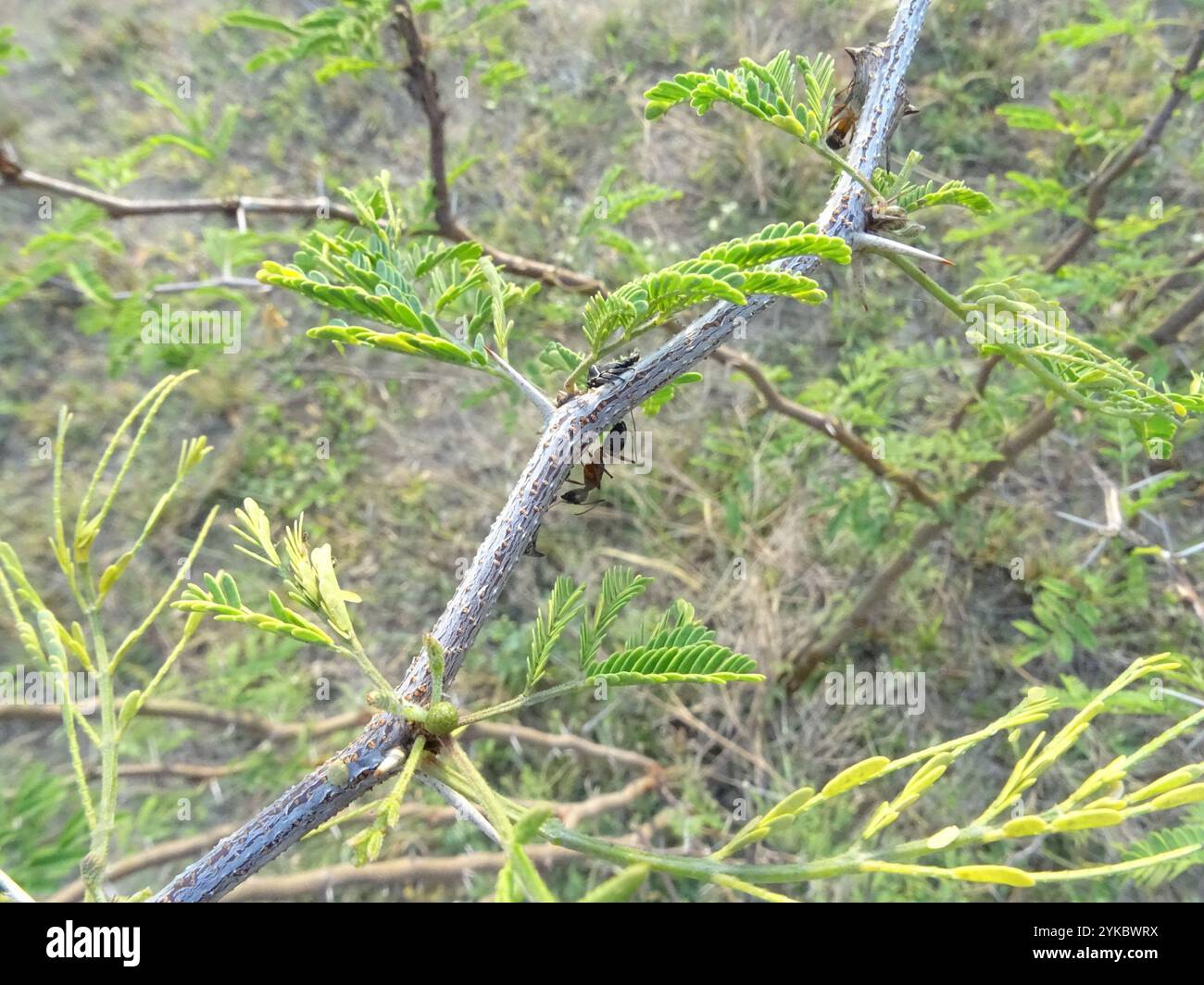 Sweet acacia (Vachellia farnesiana Stock Photo - Alamy