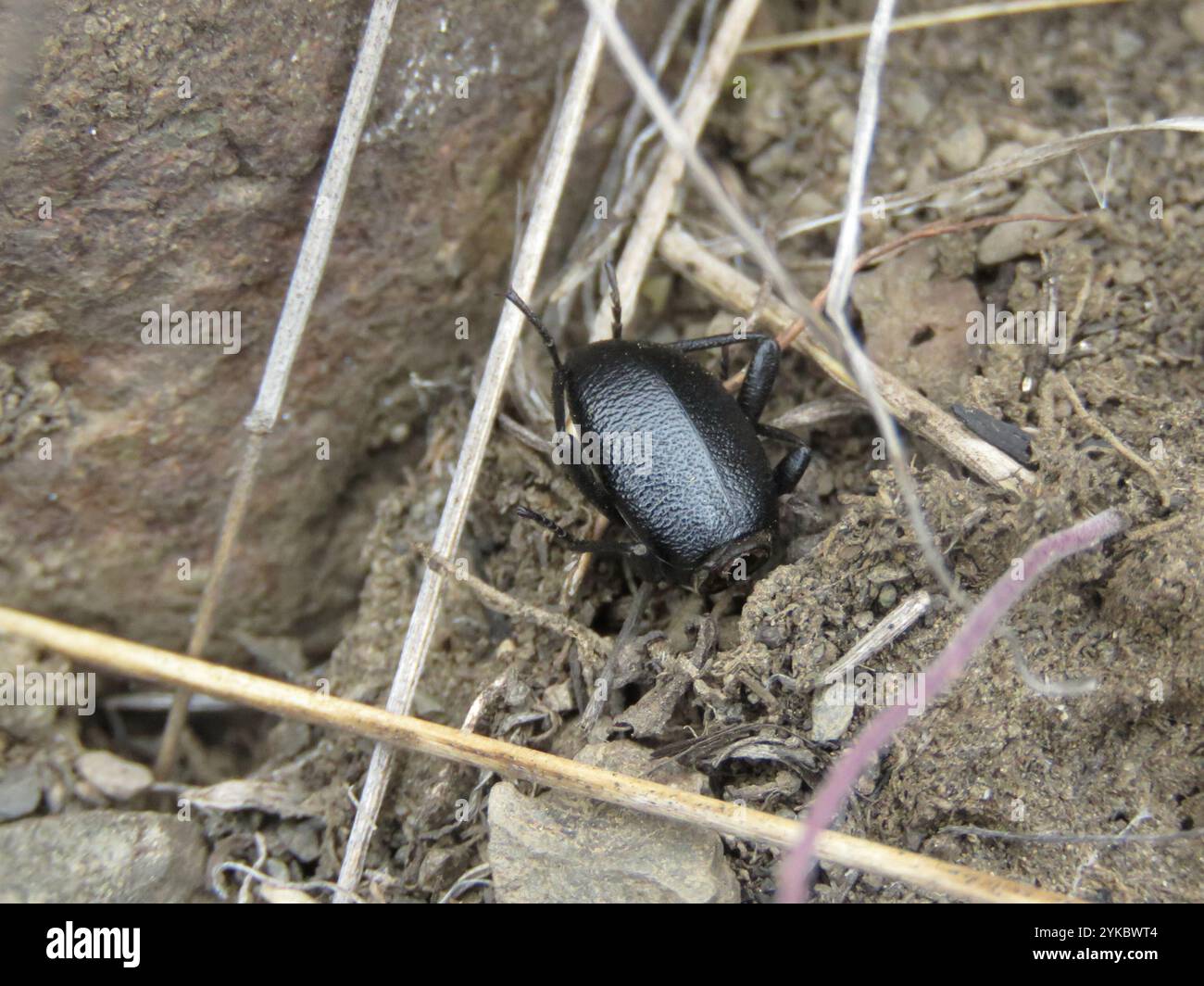 Desert Stink Beetles (Eleodes Stock Photo - Alamy