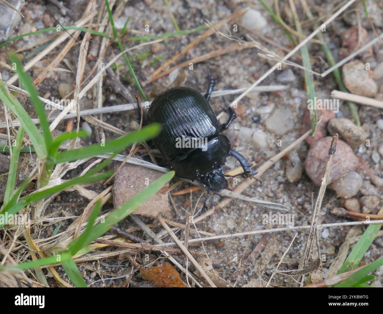 Minotaur Beetle (Typhaeus typhoeus Stock Photo - Alamy
