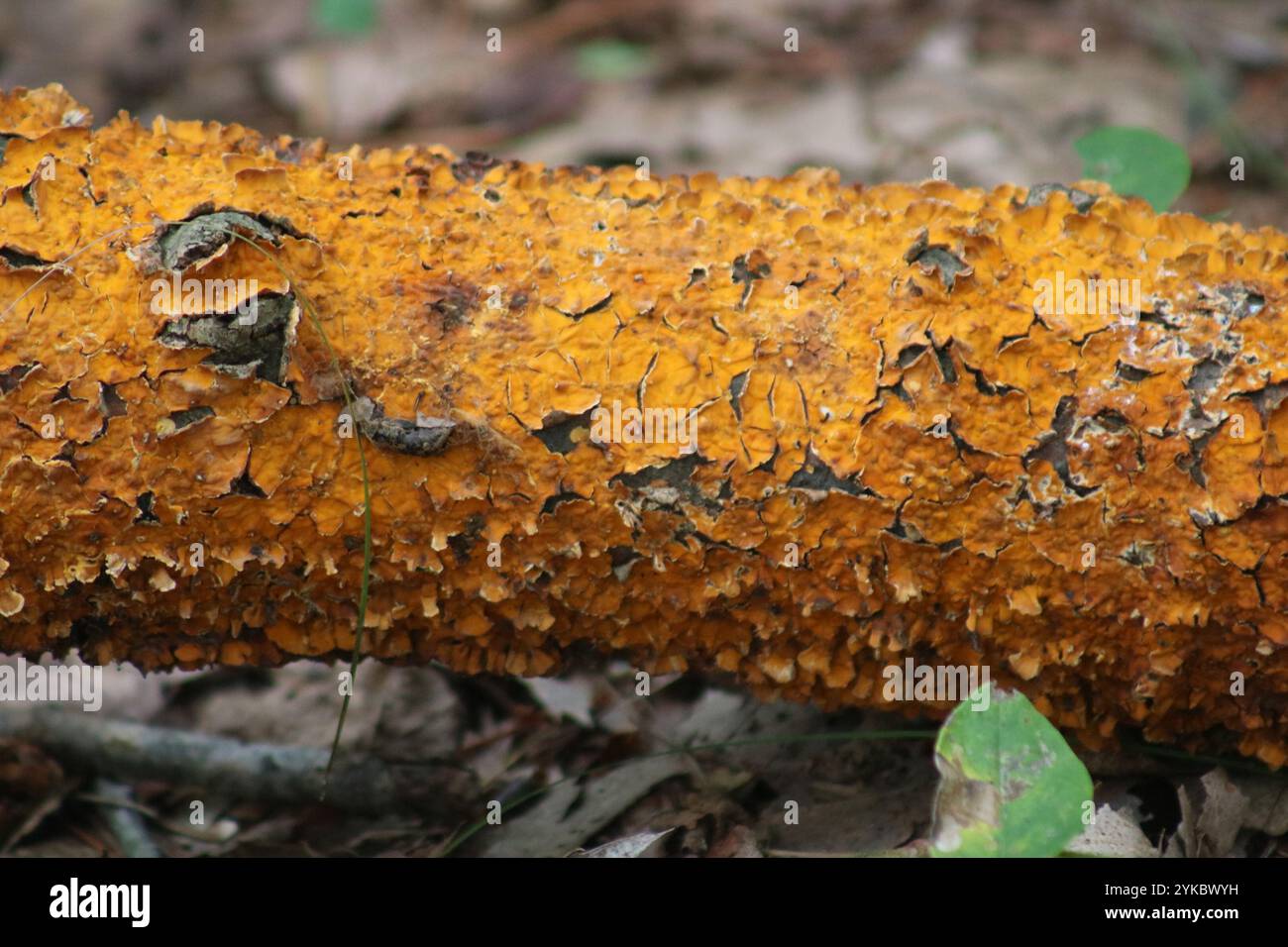 crowded parchment (Stereum complicatum Stock Photo - Alamy
