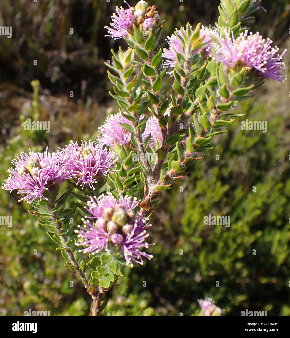 Swamp honey myrtle hi-res stock photography and images - Alamy