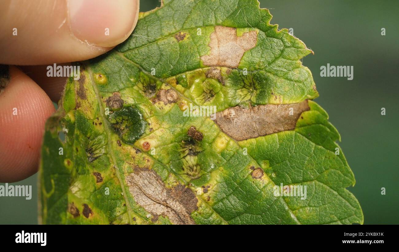 Hackberry Nipplegall Psyllid (Pachypsylla celtidismamma Stock Photo - Alamy