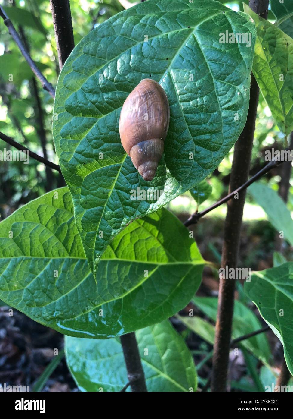 Rosy Wolfsnail (Euglandina rosea Stock Photo - Alamy