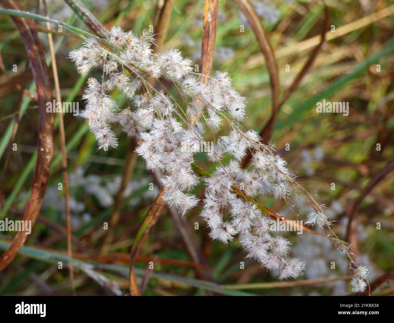 Natal grass (Melinis repens Stock Photo - Alamy