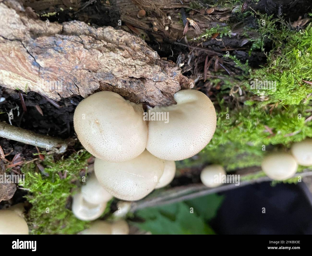 Pear-shaped Puffball (Apioperdon pyriforme Stock Photo - Alamy