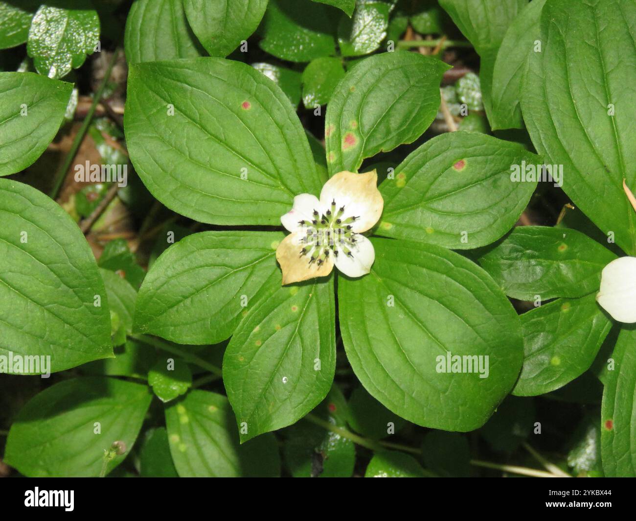 Western Bunchberry (Cornus unalaschkensis Stock Photo - Alamy