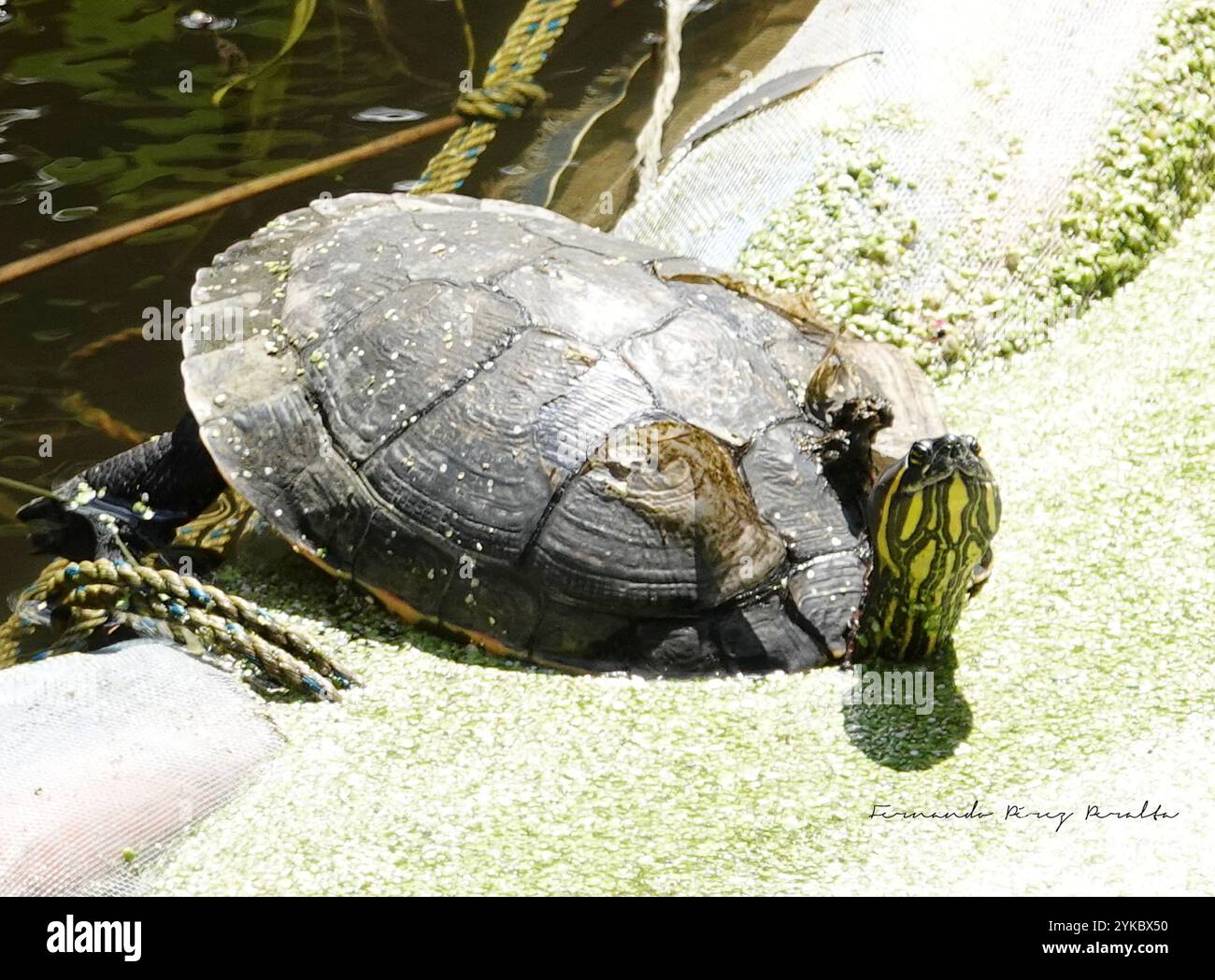 Mesoamerican Slider (Trachemys venusta Stock Photo - Alamy