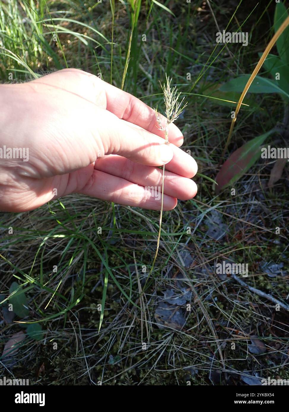 Bulbous Bluegrass (Poa bulbosa Stock Photo - Alamy