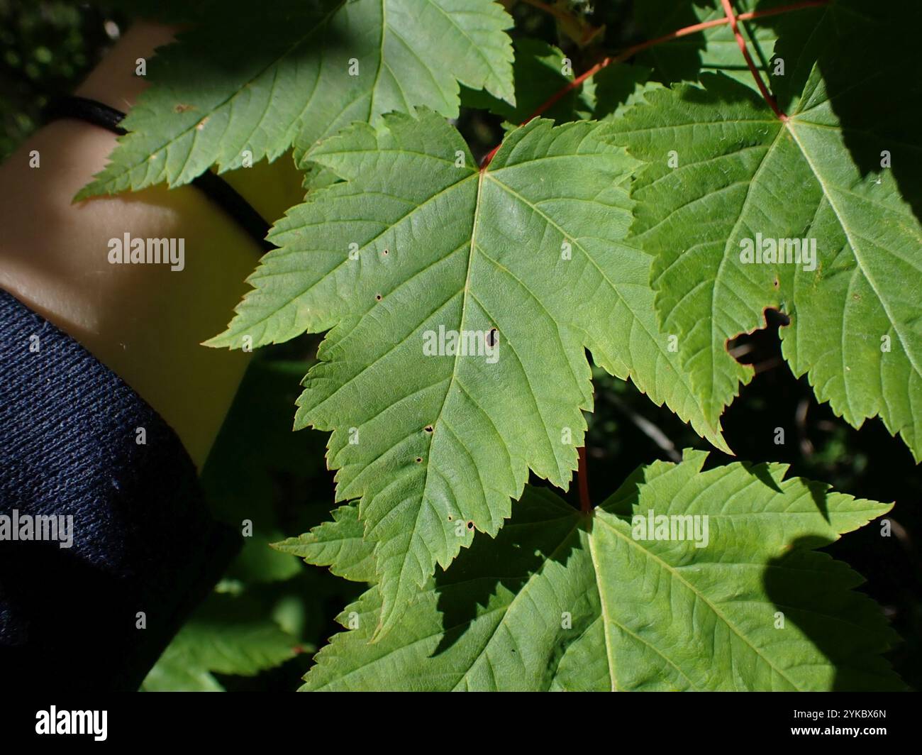 Rocky Mountain maple (Acer glabrum Stock Photo - Alamy