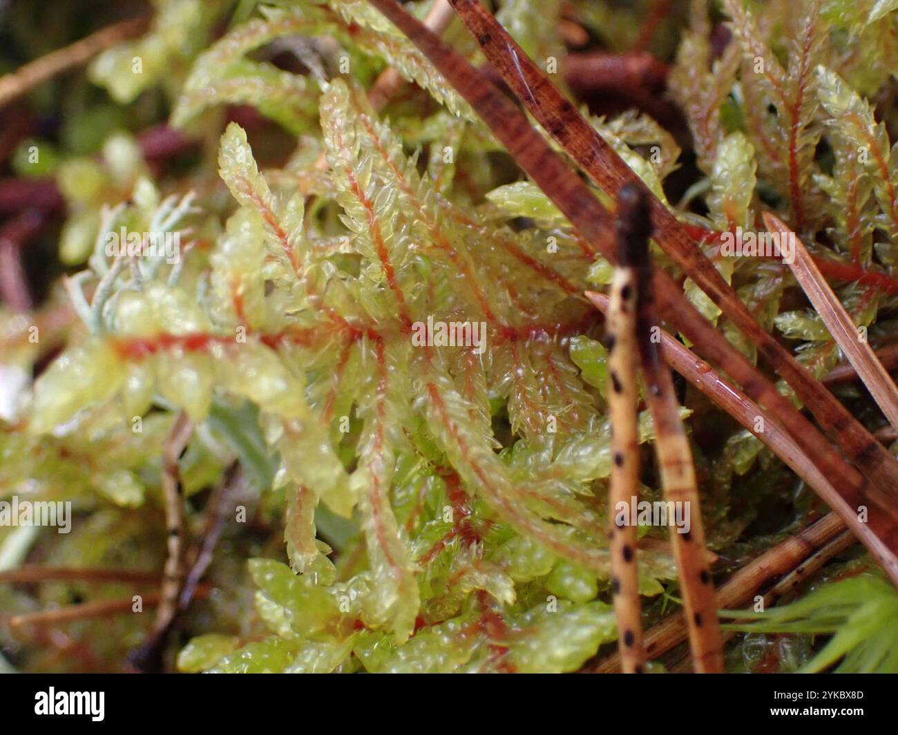 big red stem moss (Pleurozium Stock Photo - Alamy