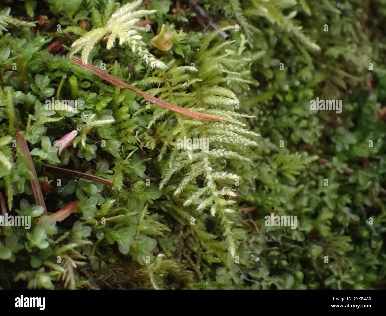 Common Feather-moss (Kindbergia praelonga Stock Photo - Alamy