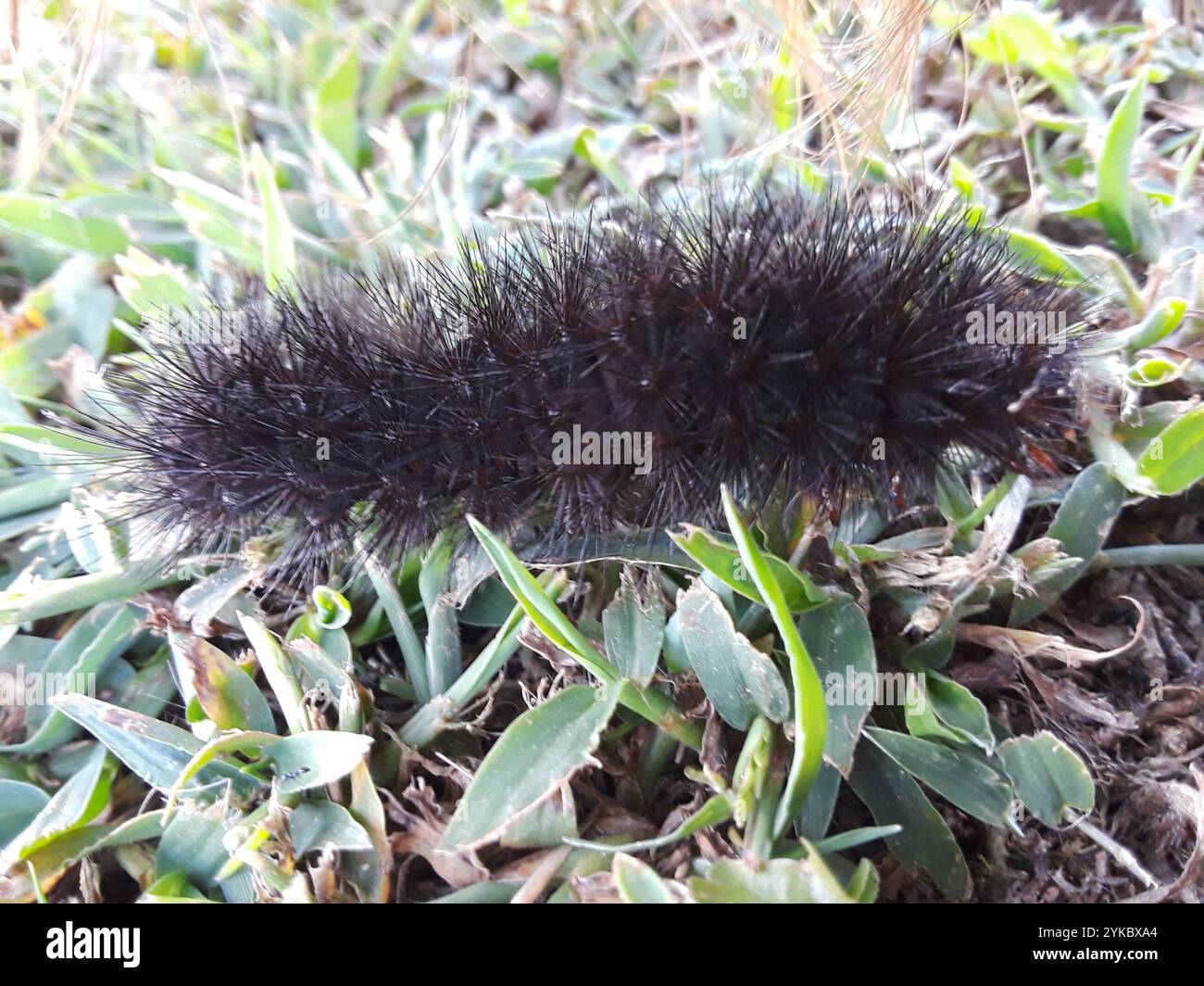 Giant Leopard Moth (Hypercompe scribonia Stock Photo - Alamy