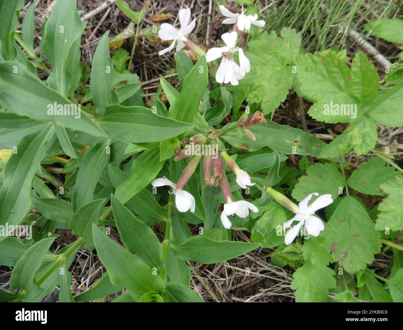 common soapwort (Saponaria officinalis Stock Photo - Alamy