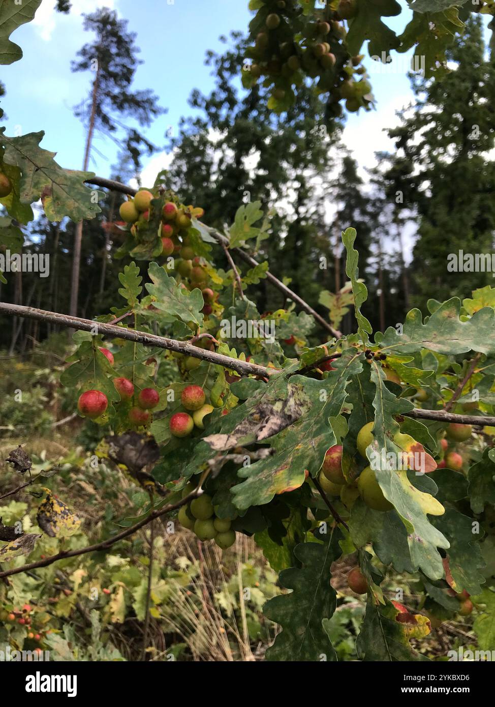 Cherry Gall Wasp (Cynips quercusfolii Stock Photo - Alamy