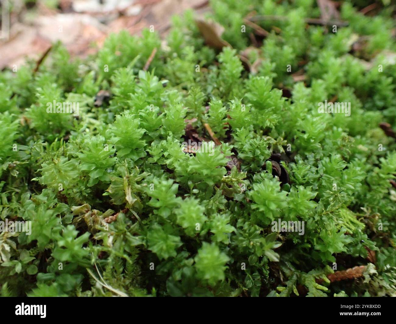 Thyme and Allied Mosses (Plagiomnium Stock Photo - Alamy