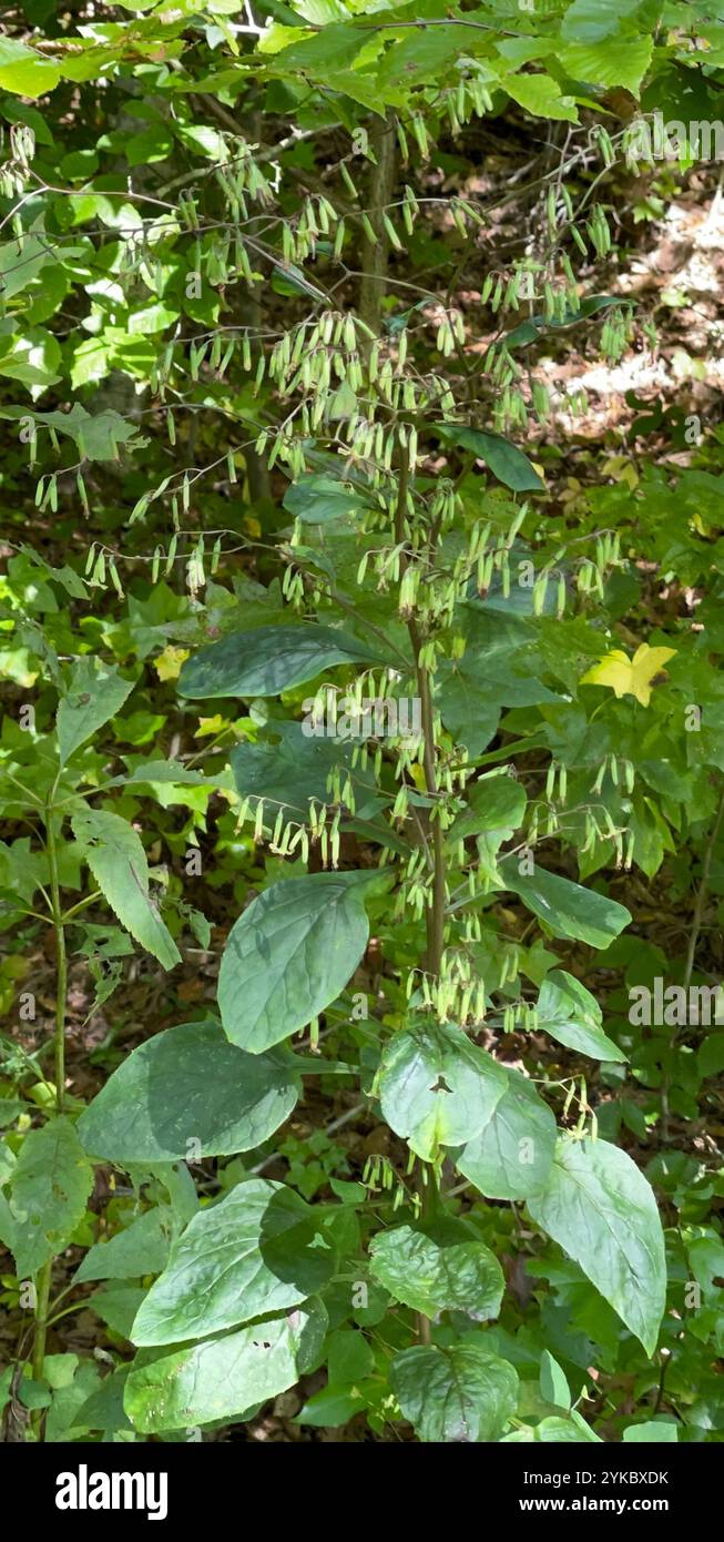 tall rattlesnake root (Nabalus altissimus Stock Photo - Alamy