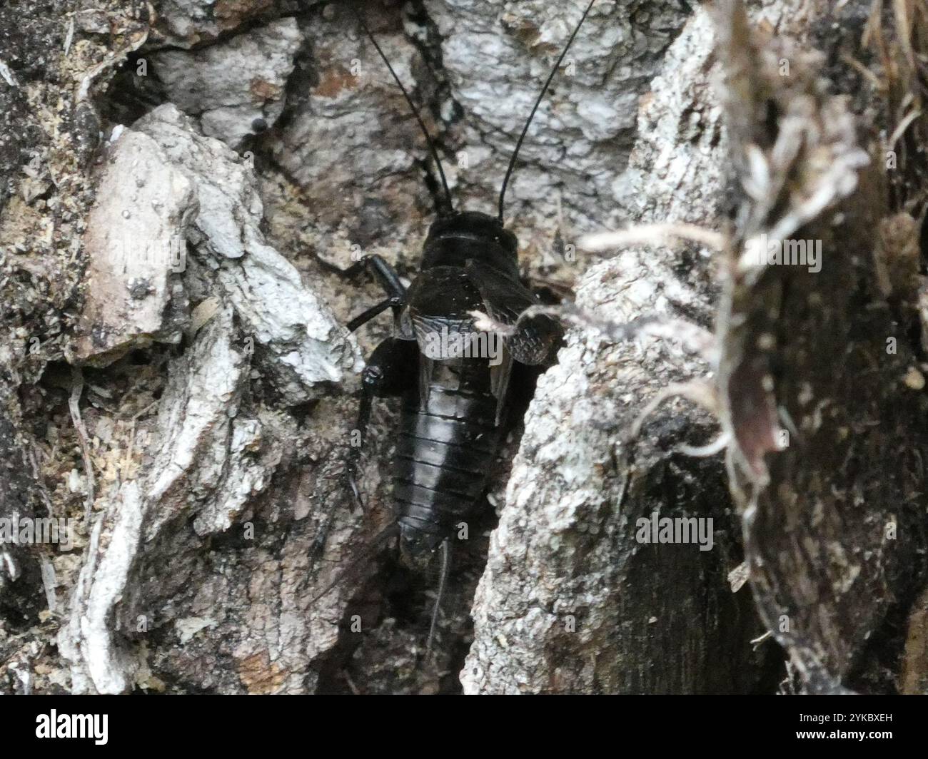 Fall Field Cricket (Gryllus pennsylvanicus Stock Photo - Alamy