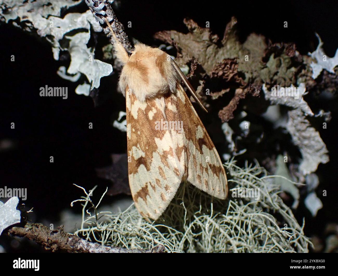 Spotted Tussock Moth (Lophocampa maculata Stock Photo - Alamy